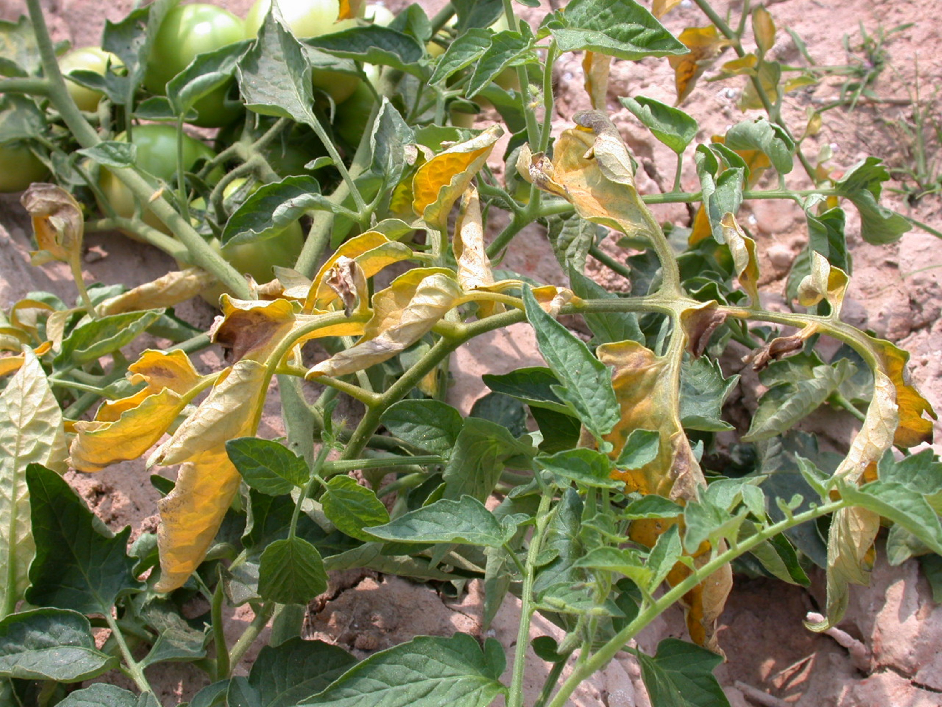 Fusarium spp - Prevención, control y daños