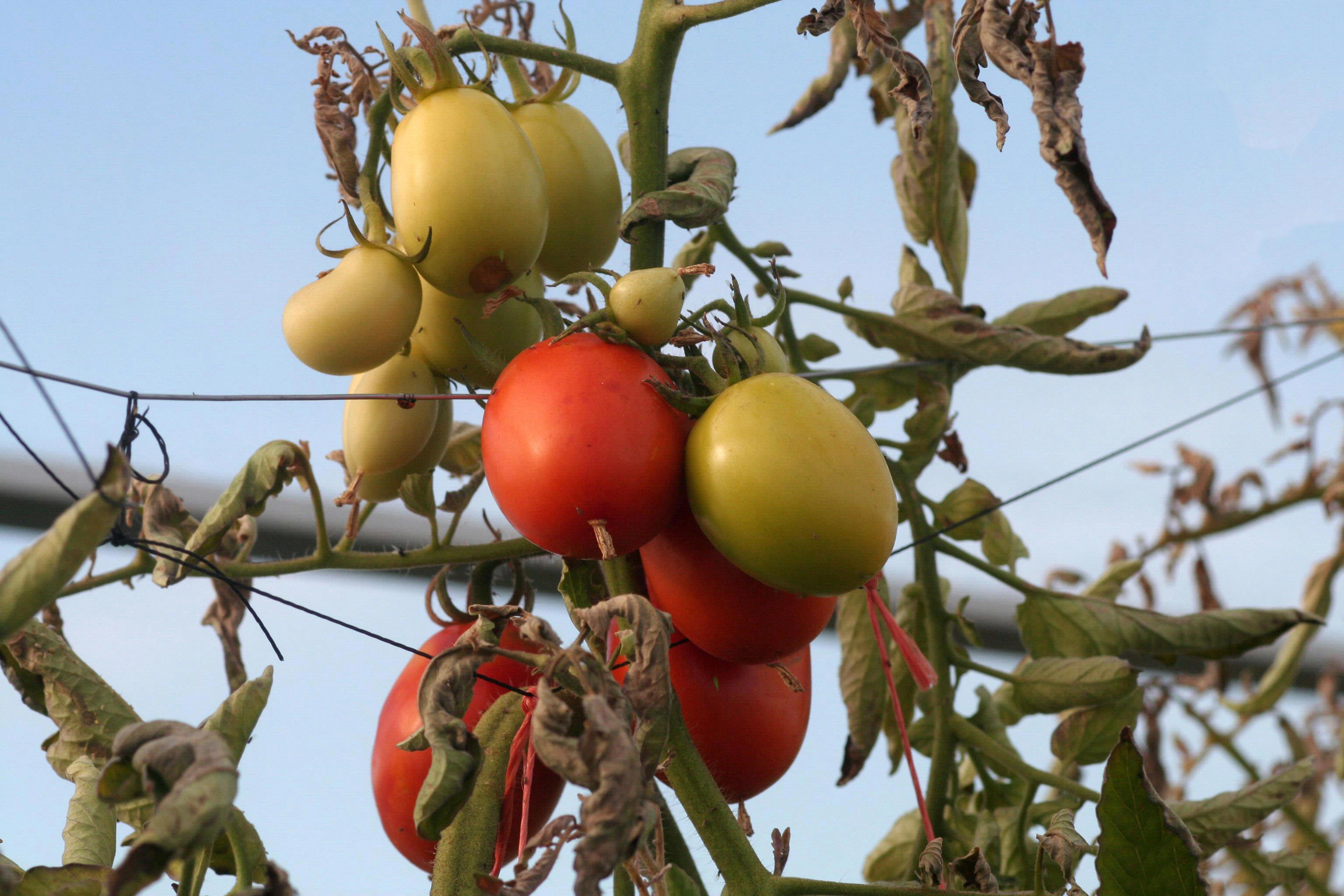 Paratrioza (Pulgón saltador de la papa/tomate) | Koppert México