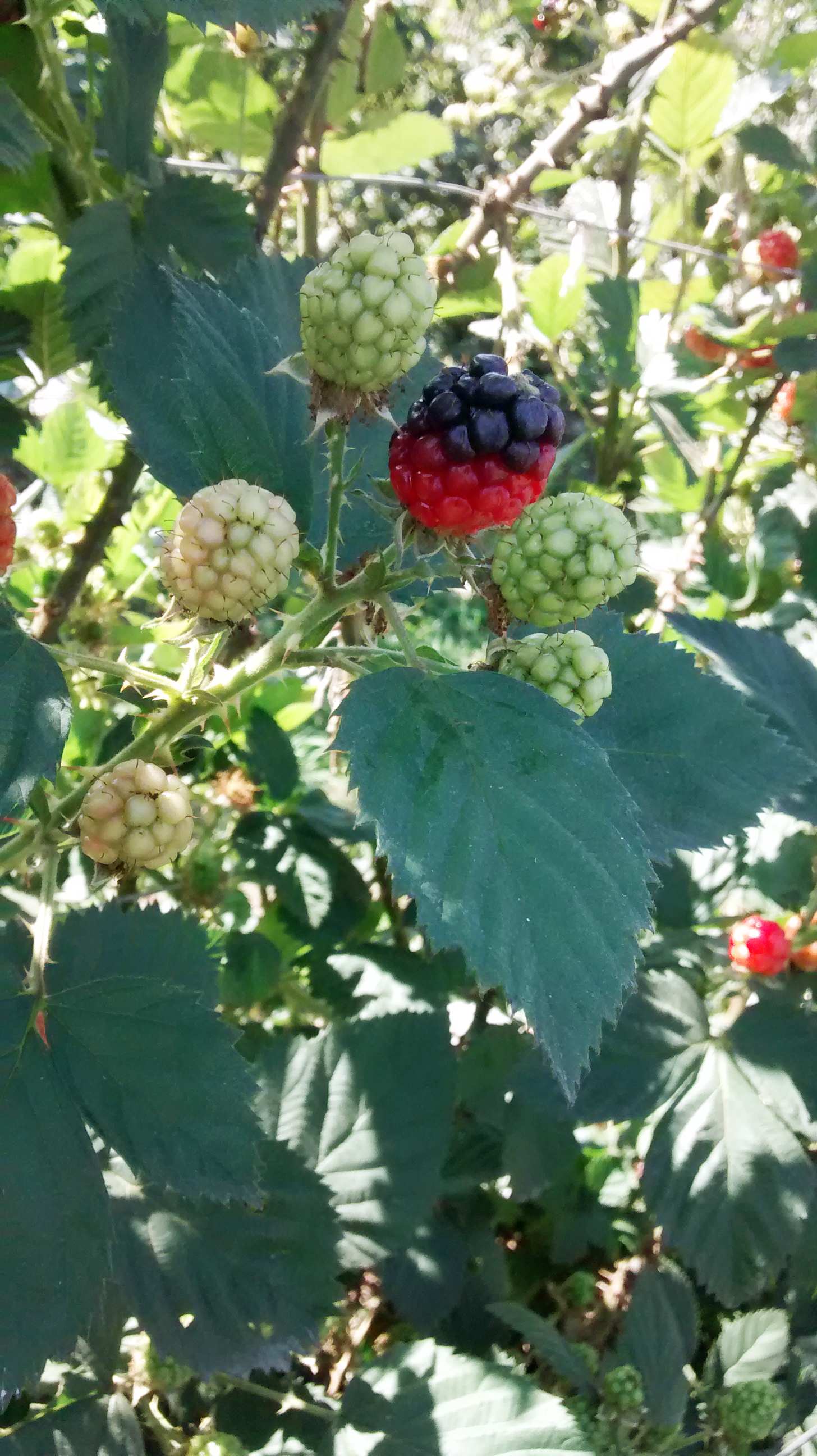 Redberry mite | Koppert México