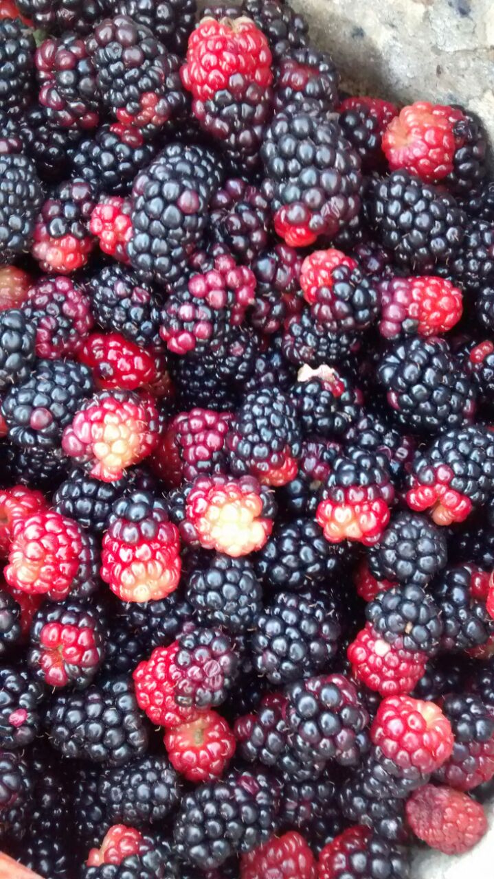 Redberry mite | Koppert México