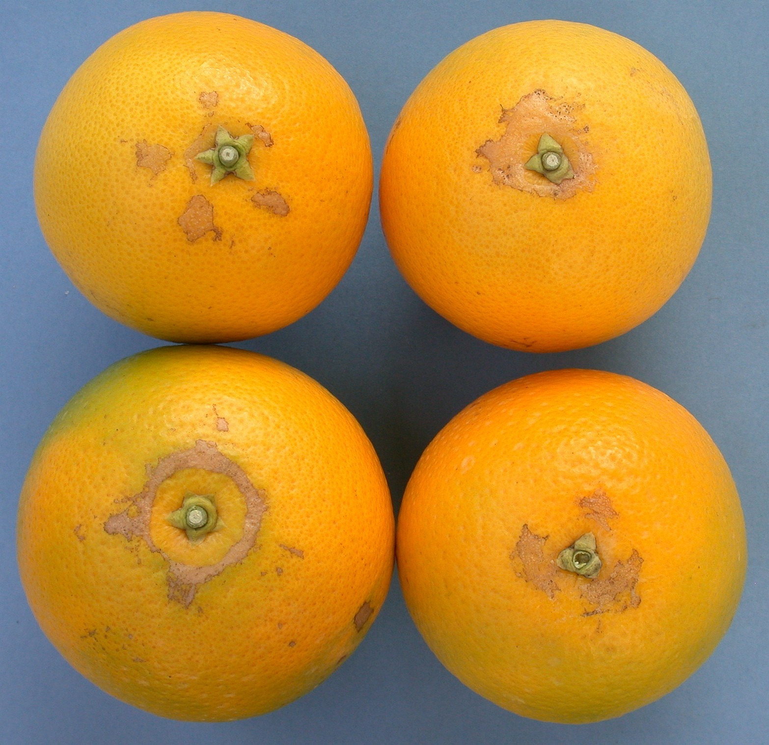 Trips de los cítricos | Koppert México