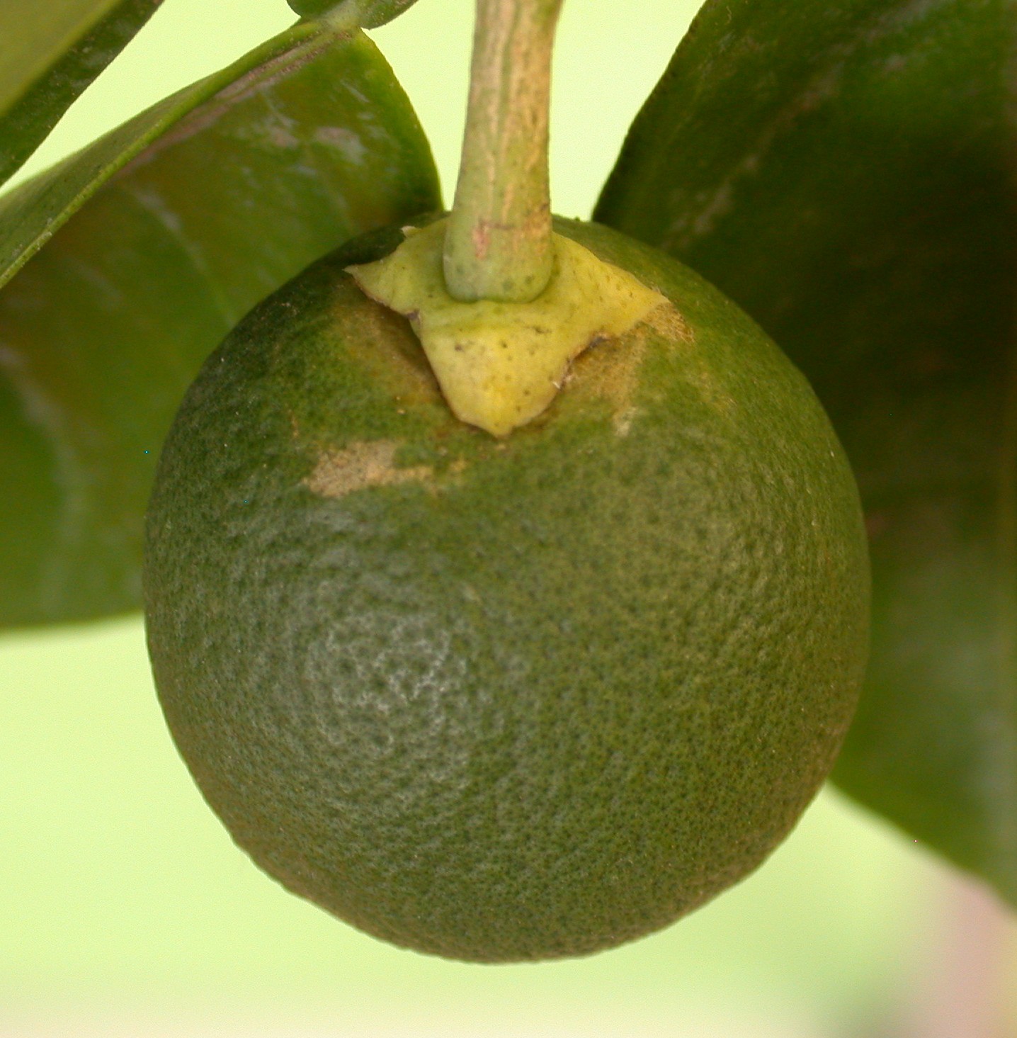 Trips de los cítricos | Koppert México