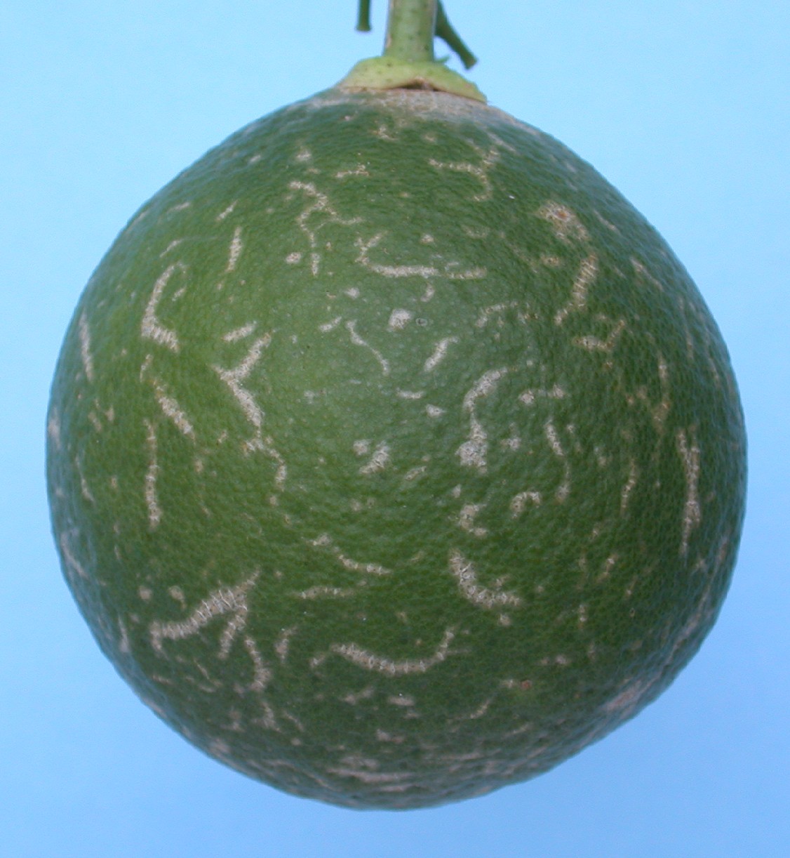 Trips de los cítricos | Koppert México