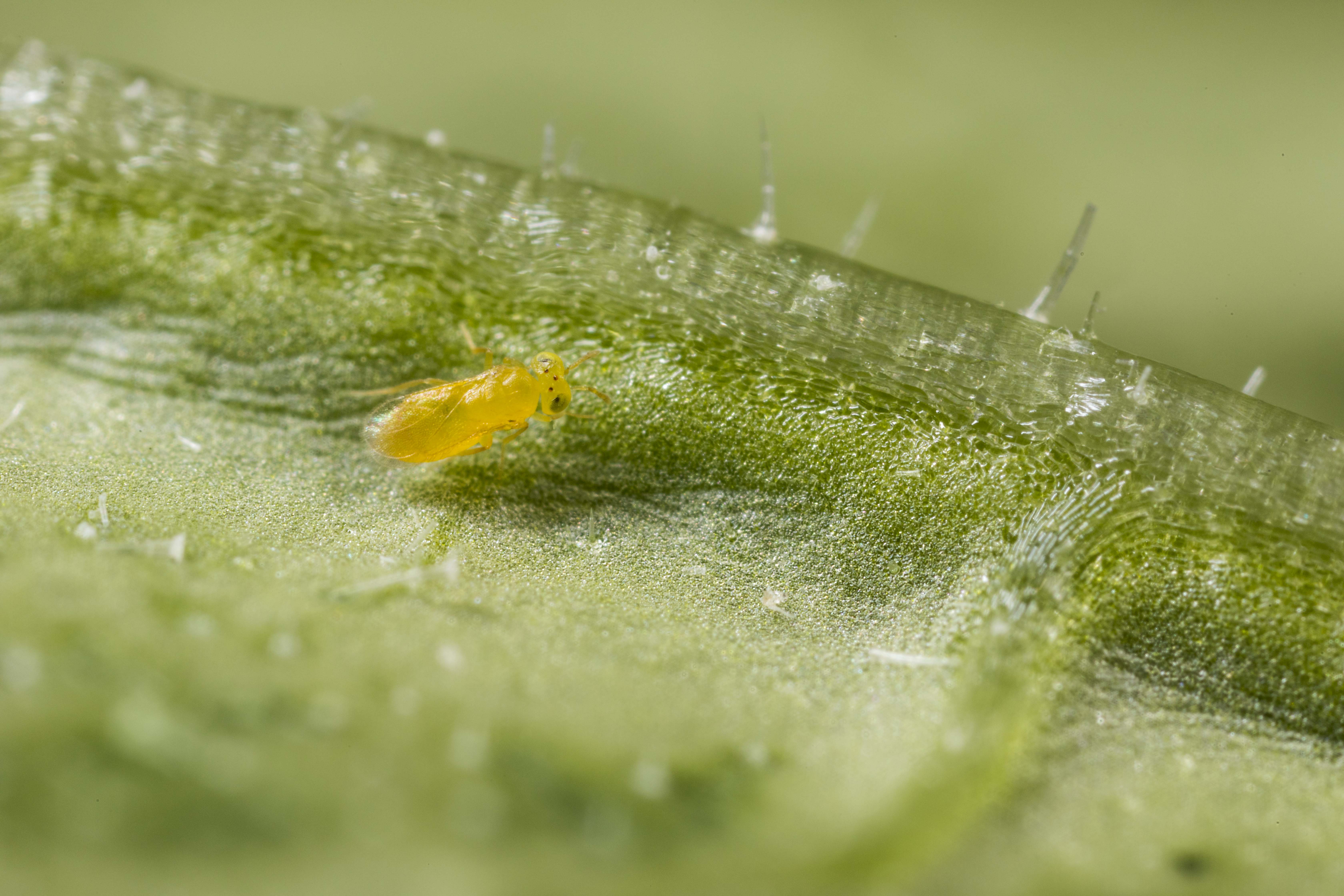 Avispas Parasitoides para el Control de Plagas