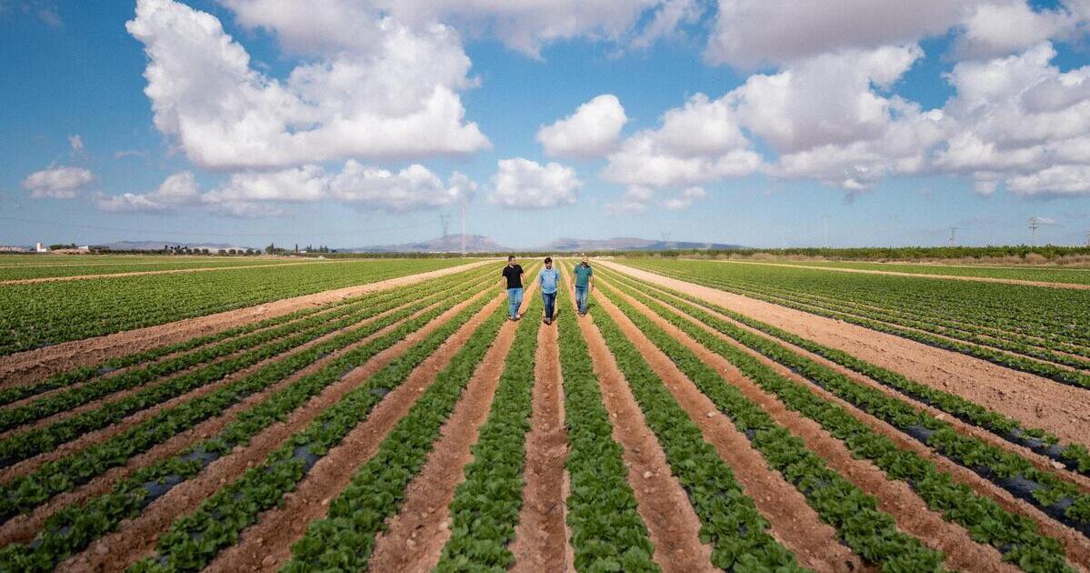 Documento itécnico | Koppert México